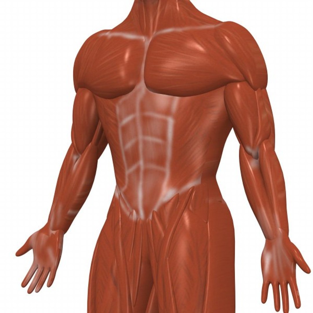 modelo 3d sistema muscular - TurboSquid 426472
