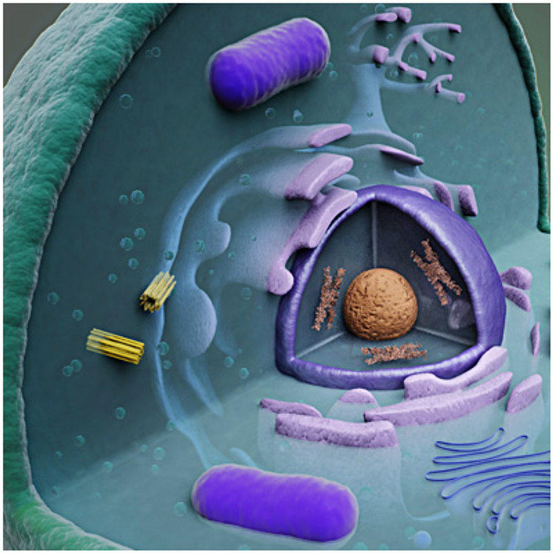 3d cell endoplasmic reticulum model