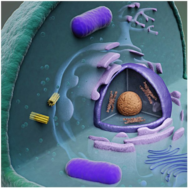3d cell endoplasmic reticulum model