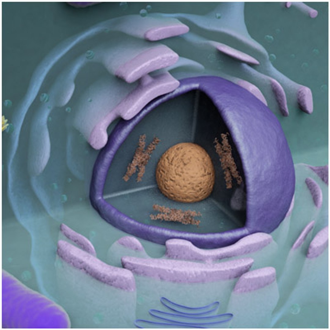 3d Cell Endoplasmic Reticulum Model
