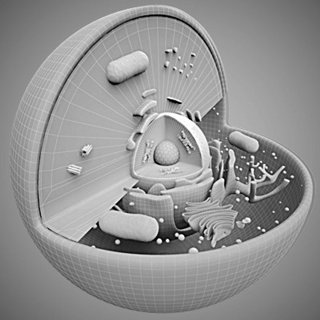 3d Cell Endoplasmic Reticulum Model