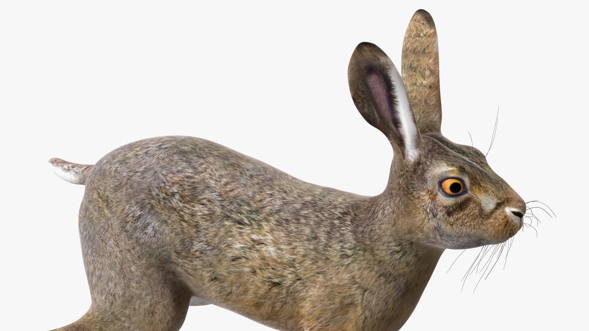 Jackrabbit Rigged For Cinema 4D 3D Model - TurboSquid 2184215