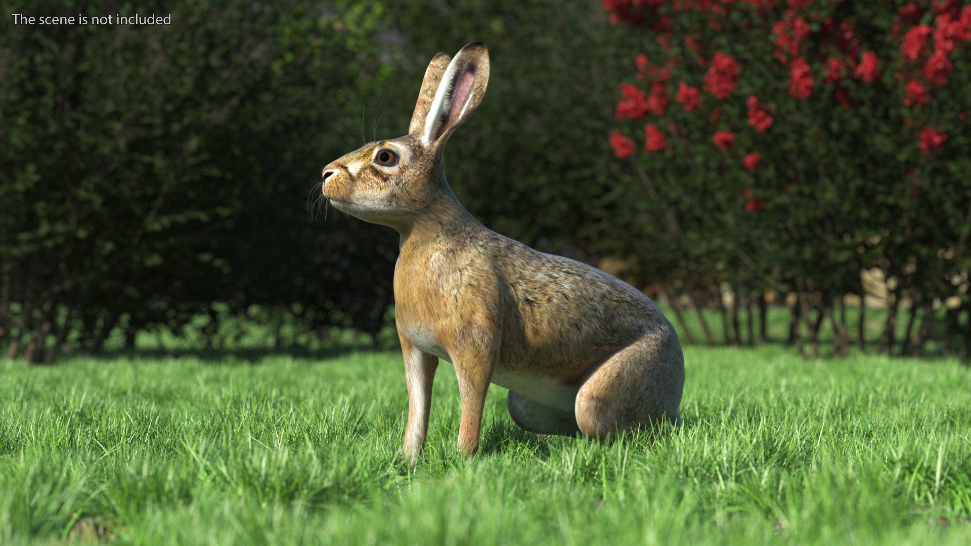 Jackrabbit Rigged For Cinema 4D 3D Model - TurboSquid 2184215