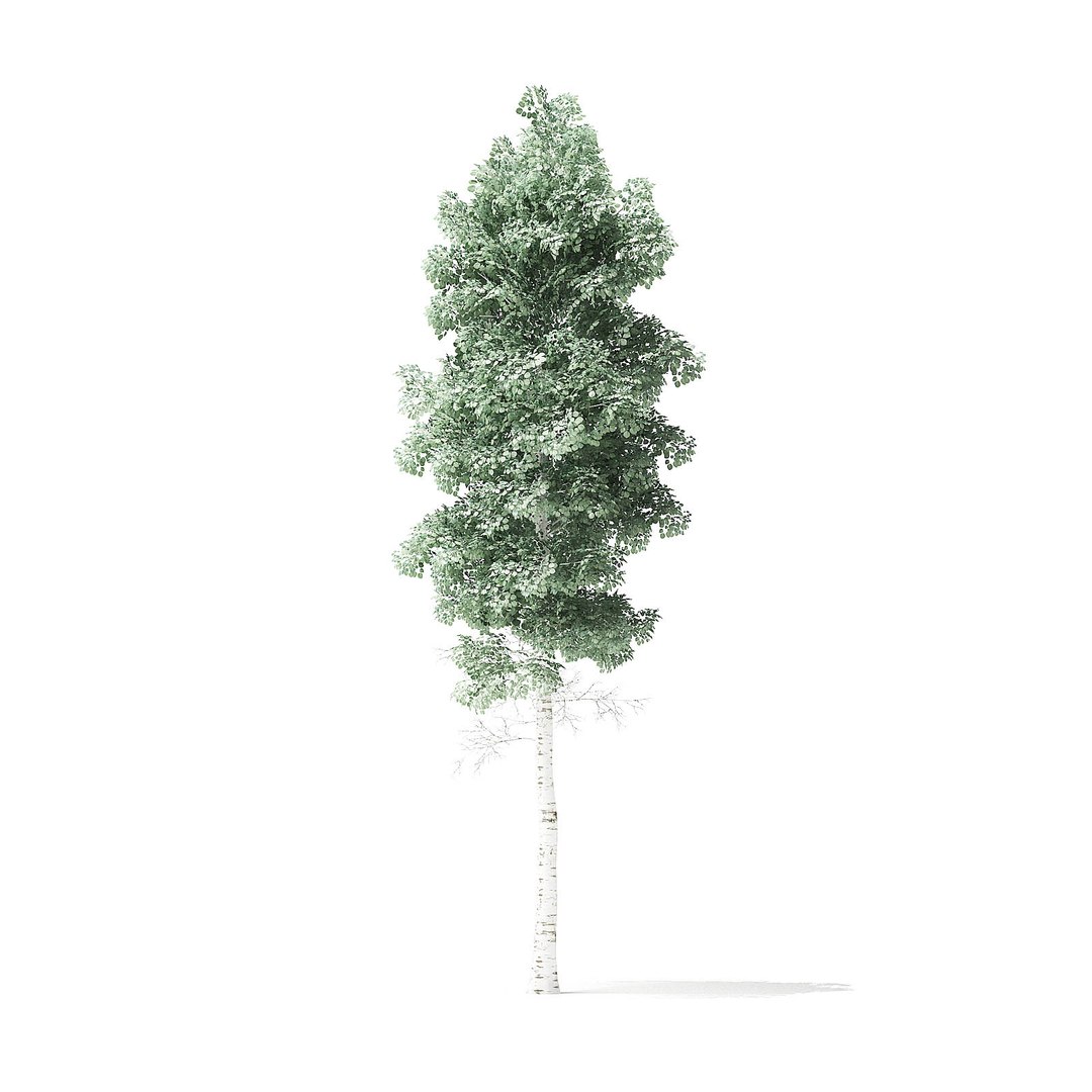 Quaking Aspen Tree 5 3D Model - TurboSquid 1458792