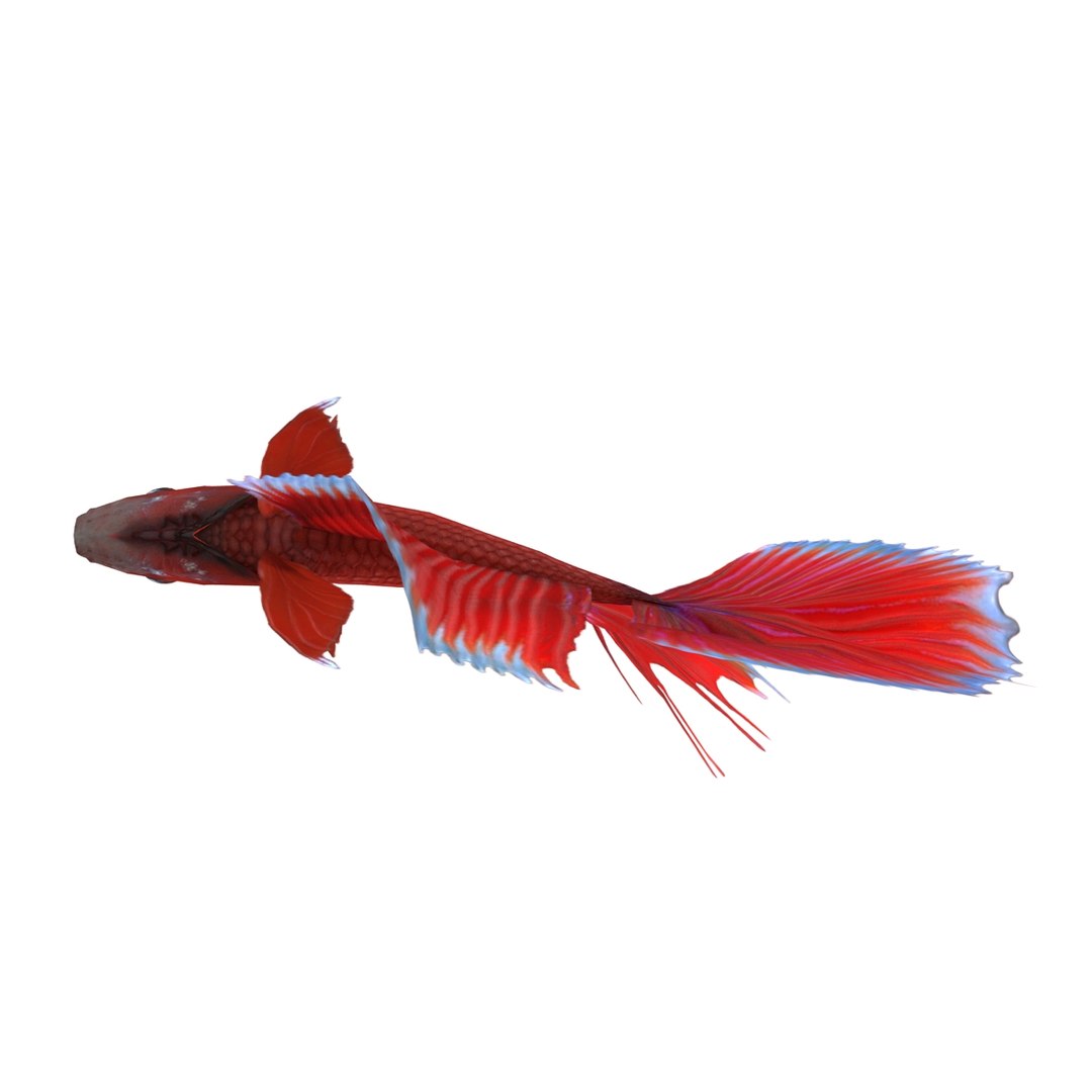 3d Model Betta Fish