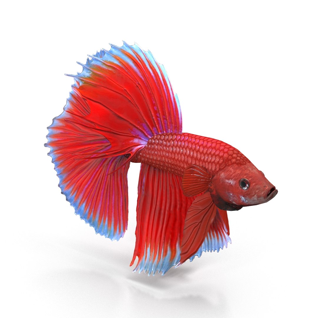 3d Model Betta Fish