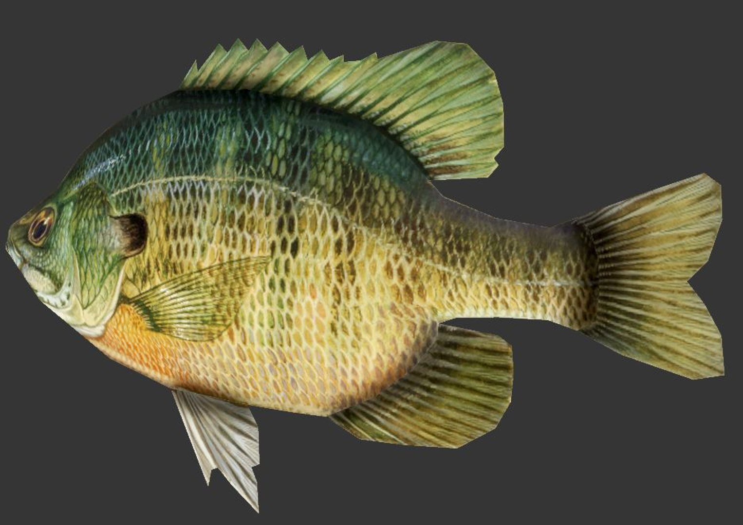 3D Bluegill - TurboSquid 1419568