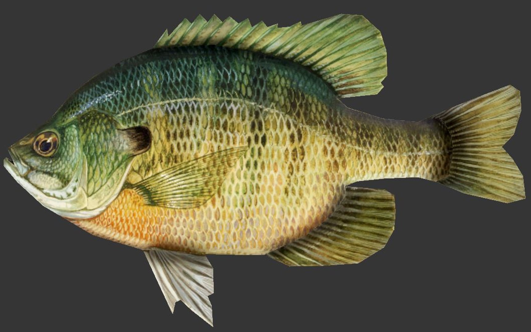 3D Bluegill - TurboSquid 1419568