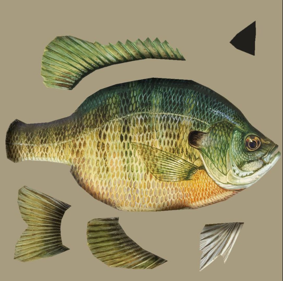 3D Bluegill - TurboSquid 1419568