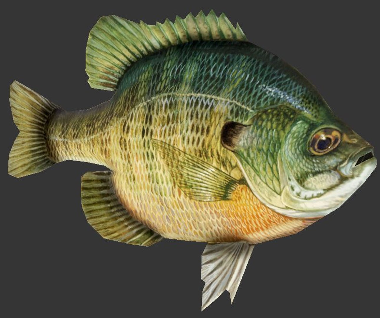 3D Bluegill - TurboSquid 1419568