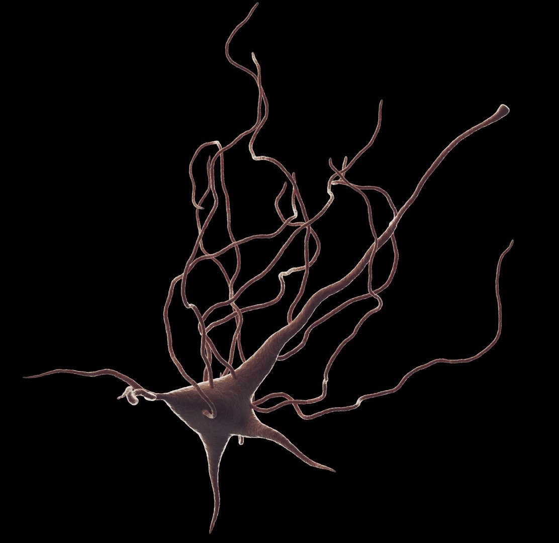 3D 4 neurons - TurboSquid 1328505