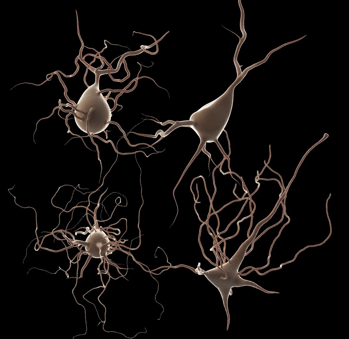 3D 4 neurons - TurboSquid 1328505