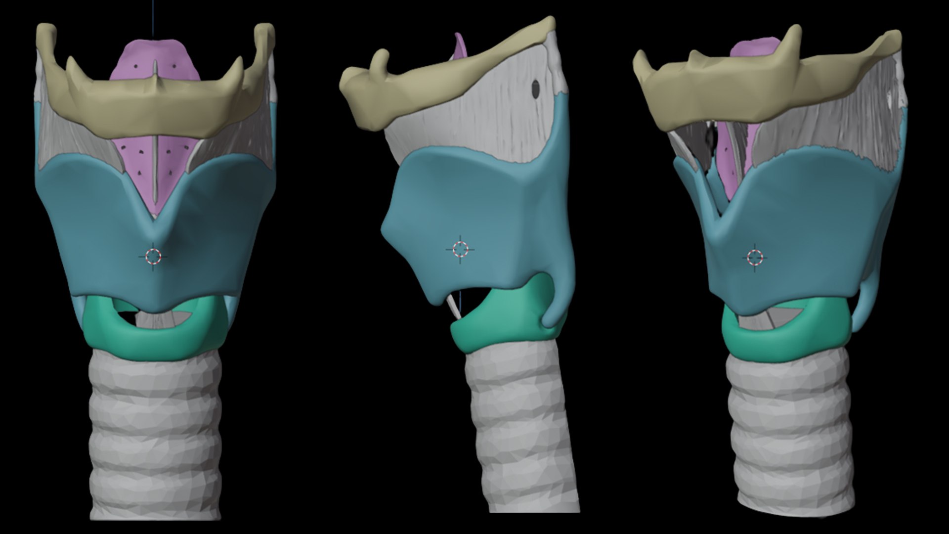 3D Larynx - TurboSquid 2077692