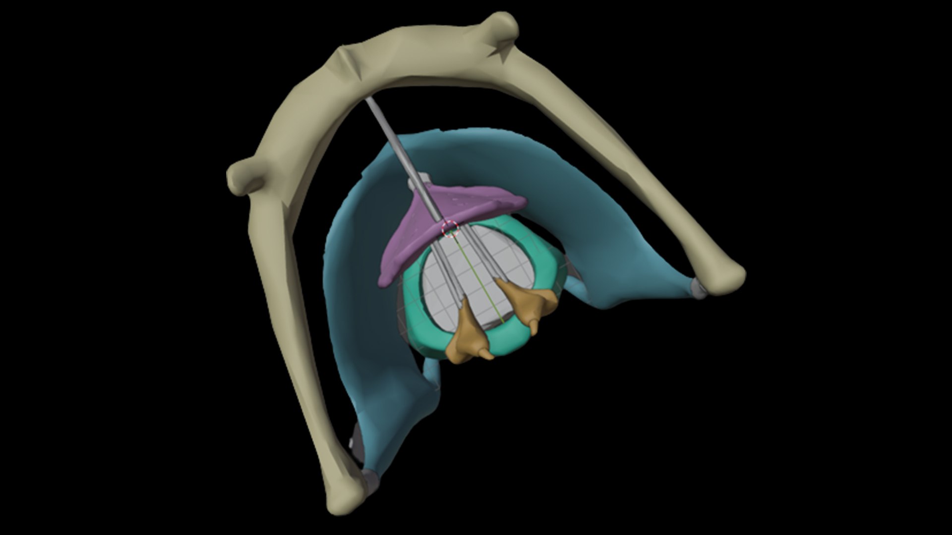 3D Larynx - TurboSquid 2077692