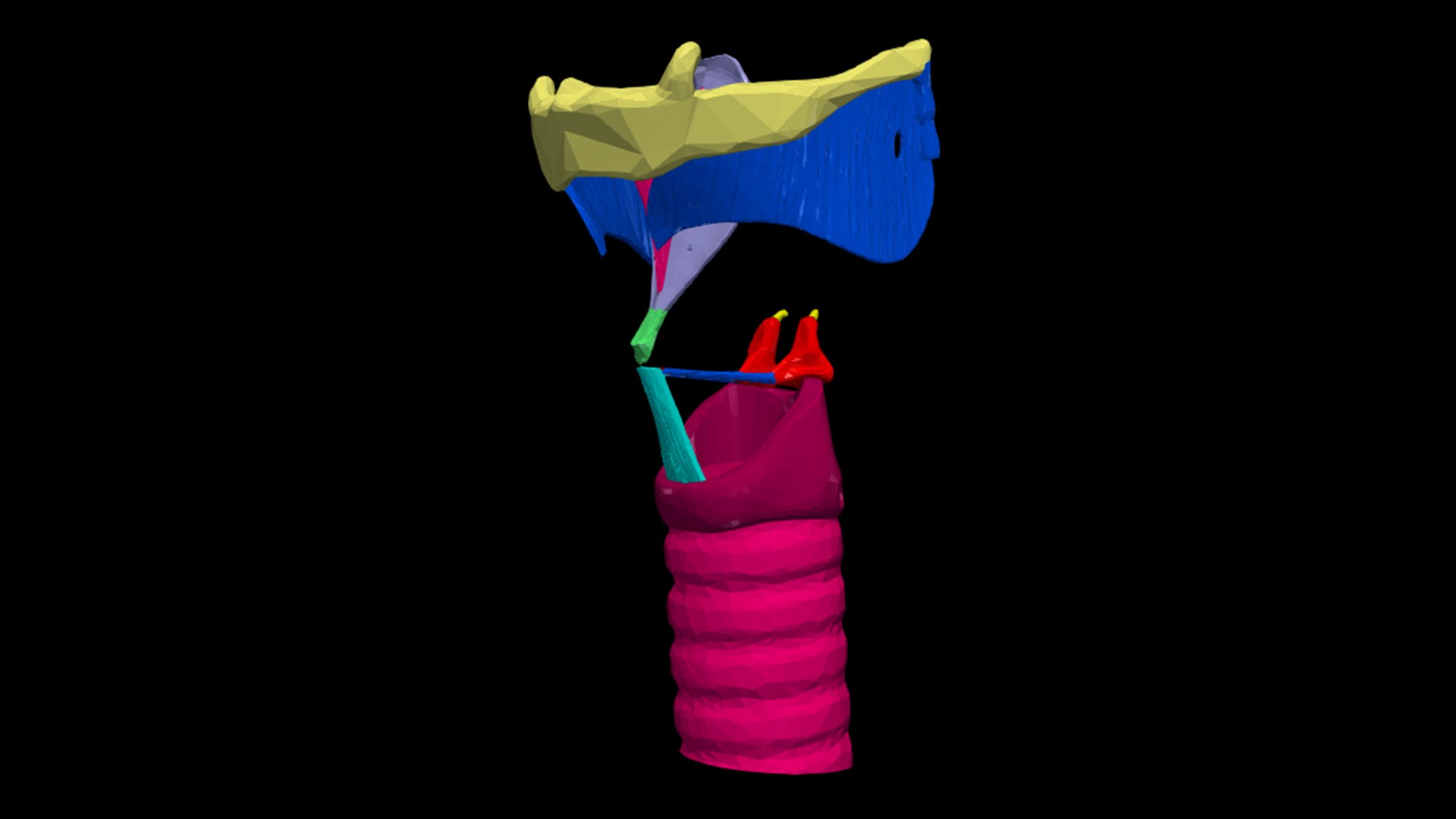 3D Larynx - TurboSquid 2077692