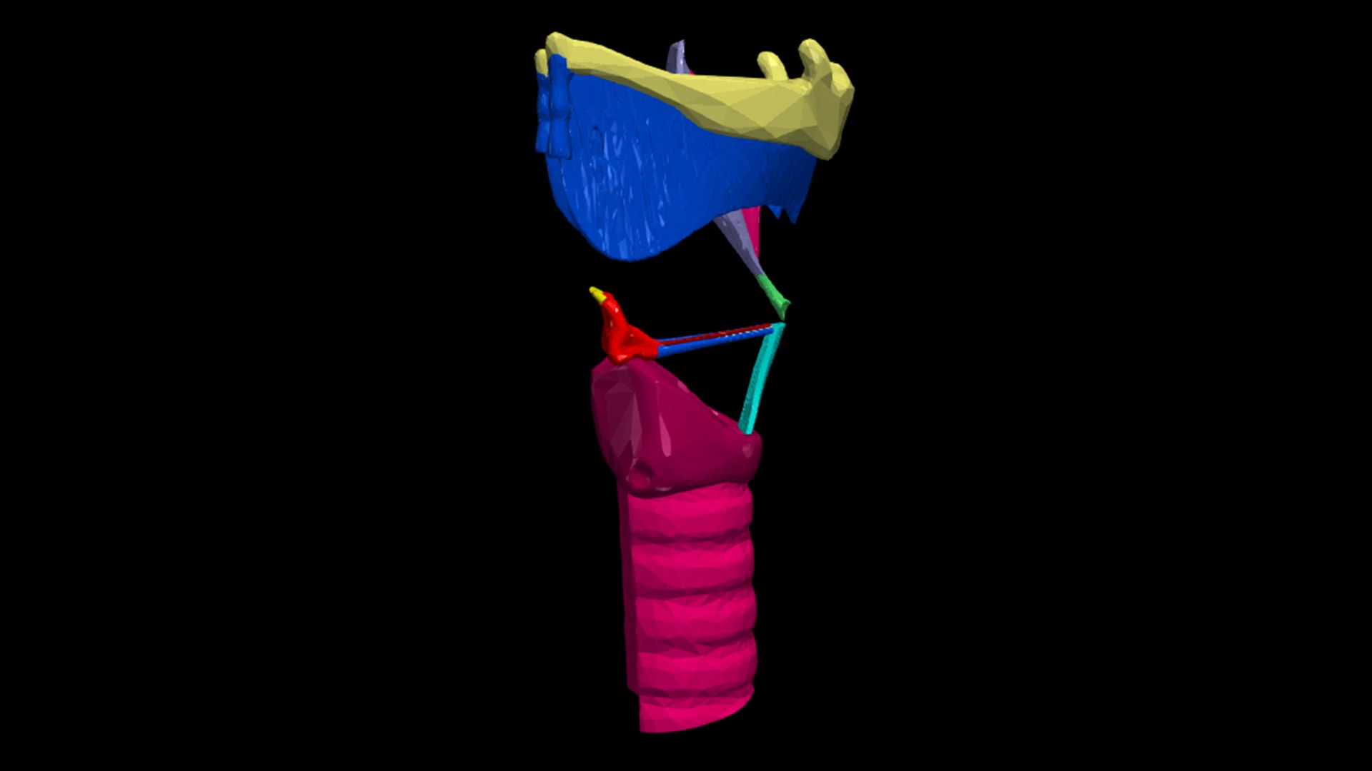 3D Larynx - TurboSquid 2077692