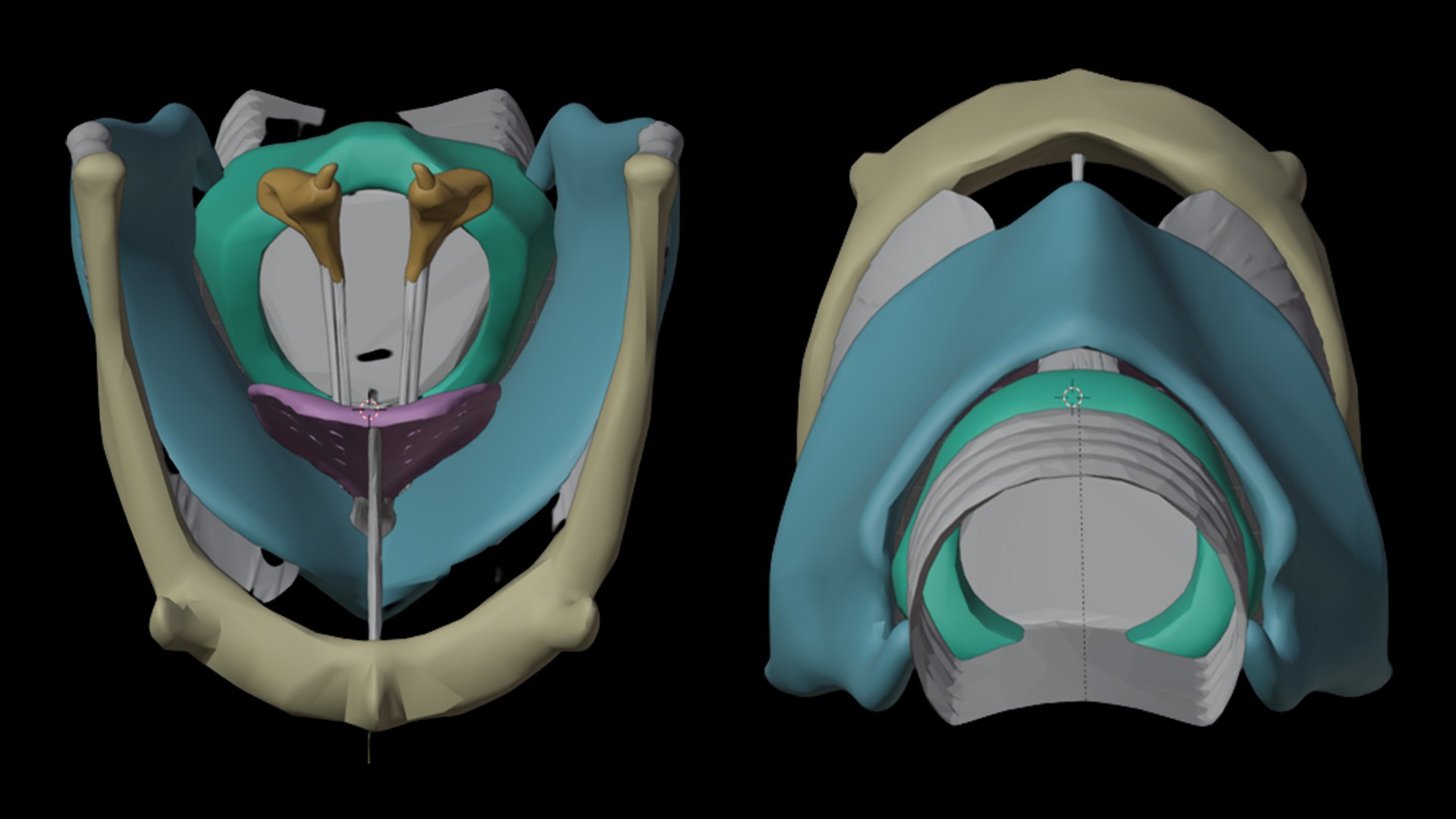 3D Larynx - TurboSquid 2077692