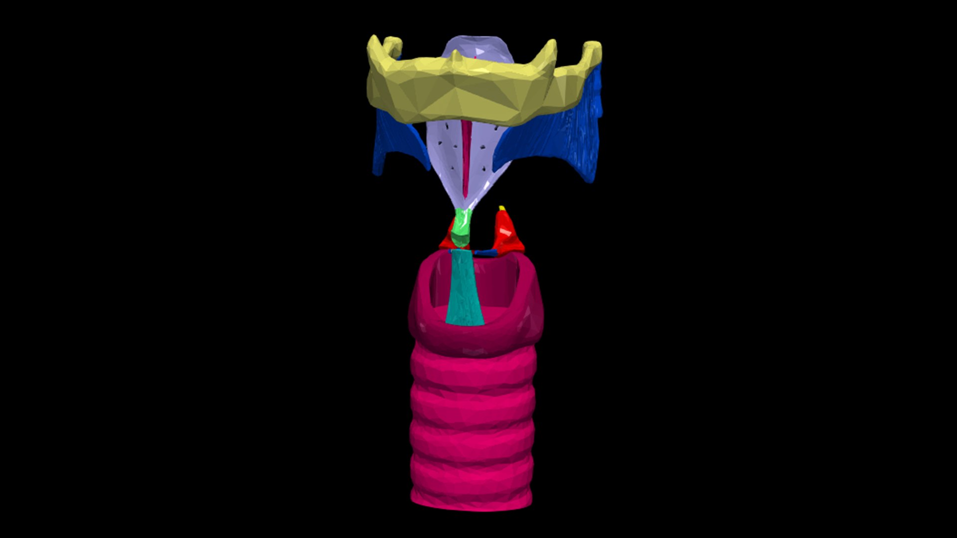 3D Larynx - TurboSquid 2077692