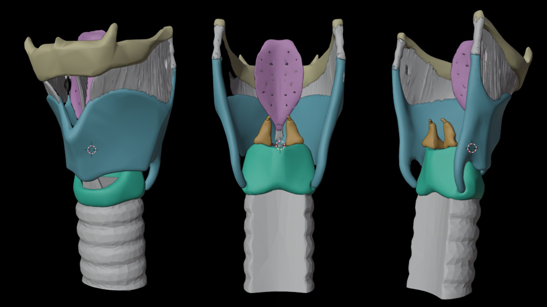 3D Larynx - TurboSquid 2077692