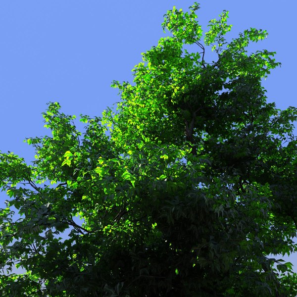 photorealistic tree max