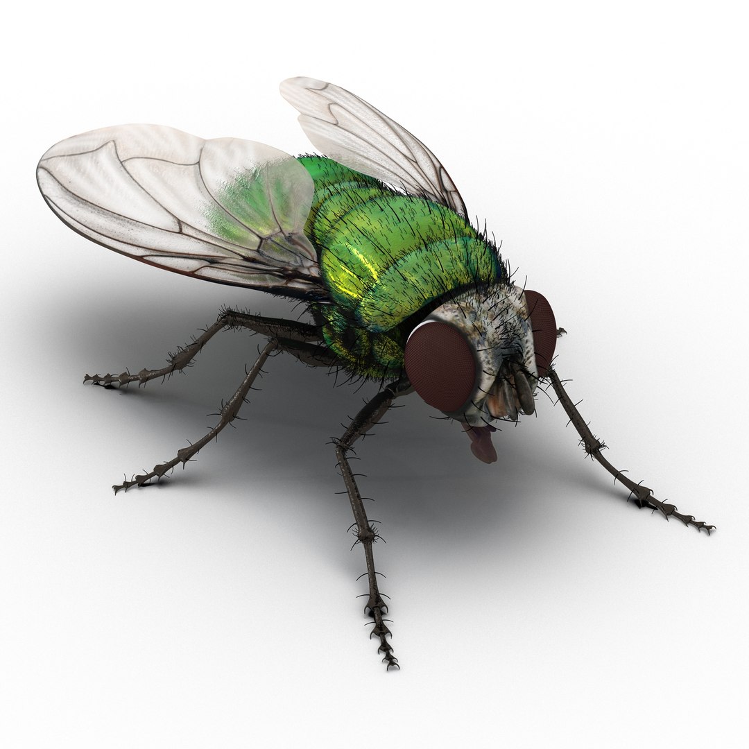 max green bottle fly fur