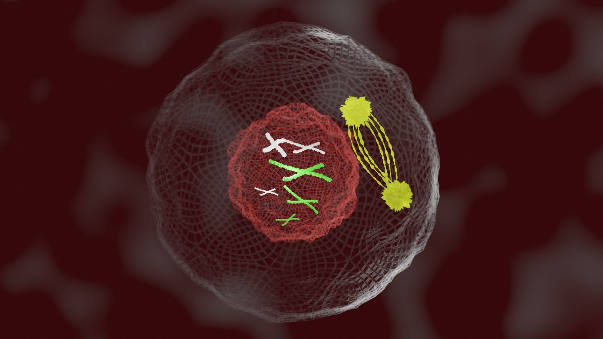 Prophase cell 3D model - TurboSquid 1670784