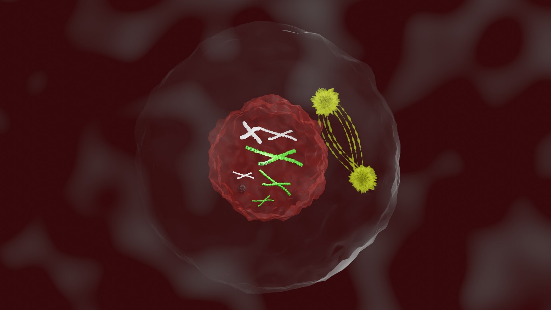 Prophase cell 3D model - TurboSquid 1670784