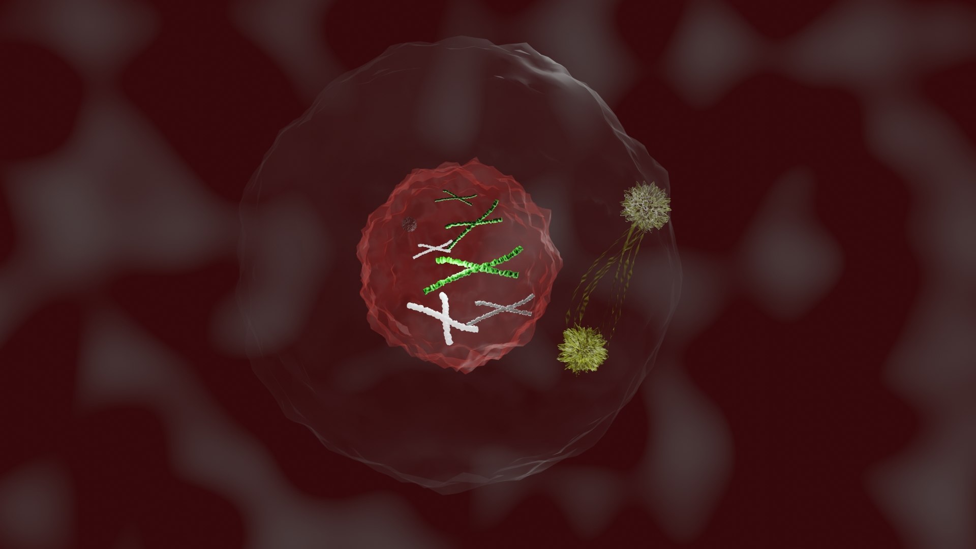 Prophase cell 3D model - TurboSquid 1670784
