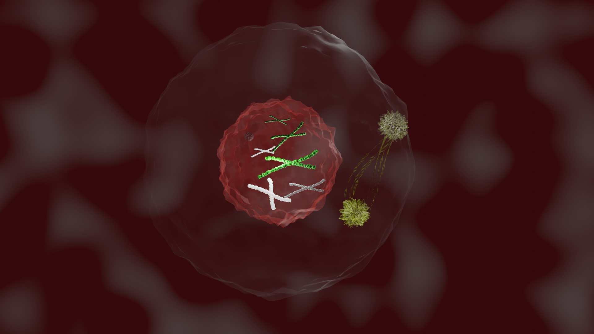 Prophase cell 3D model - TurboSquid 1670784