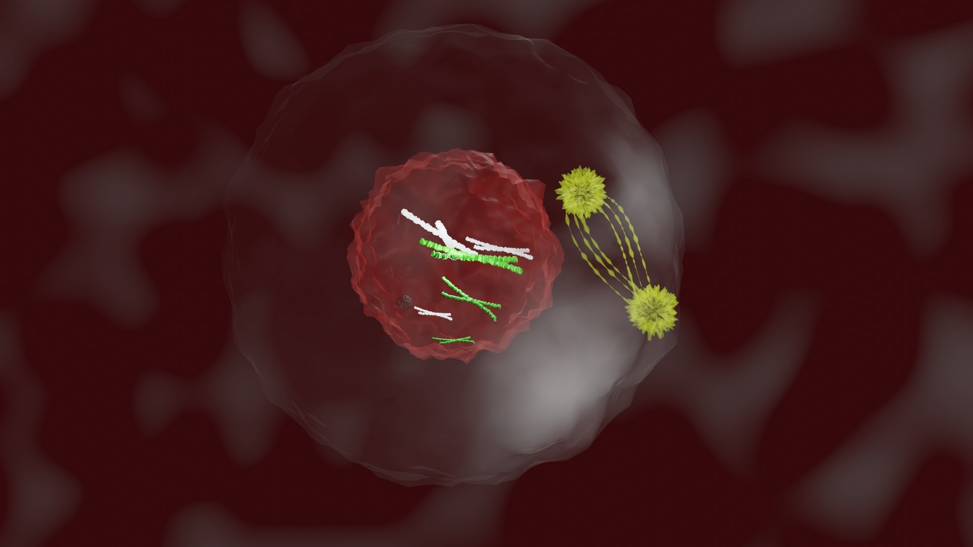 Prophase cell 3D model - TurboSquid 1670784