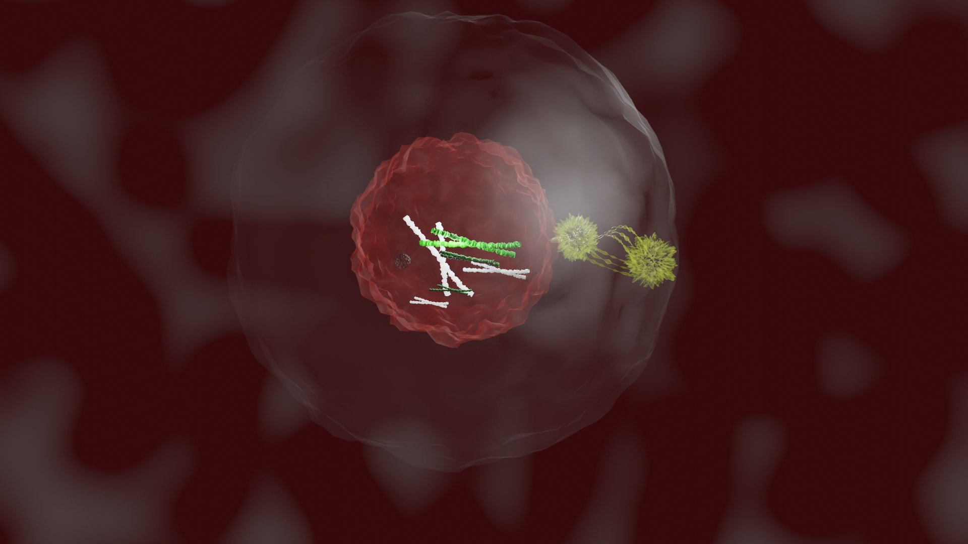 Prophase cell 3D model - TurboSquid 1670784