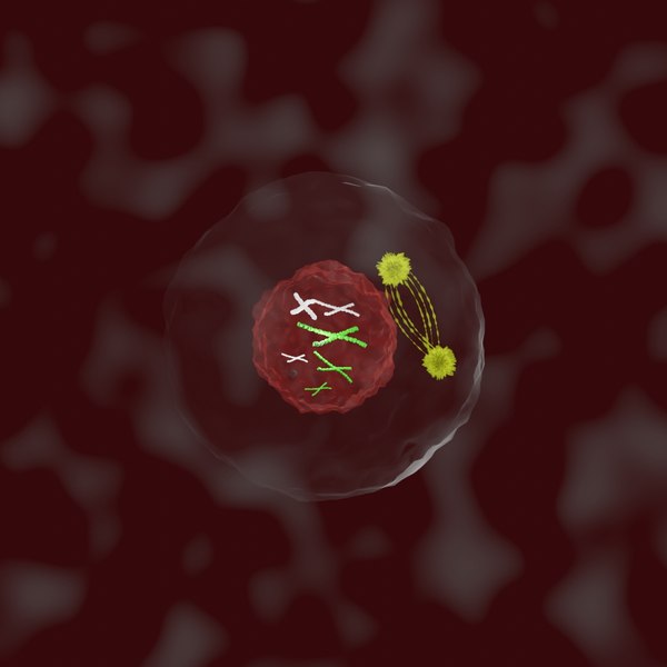 Prophase cell 3D model - TurboSquid 1670784