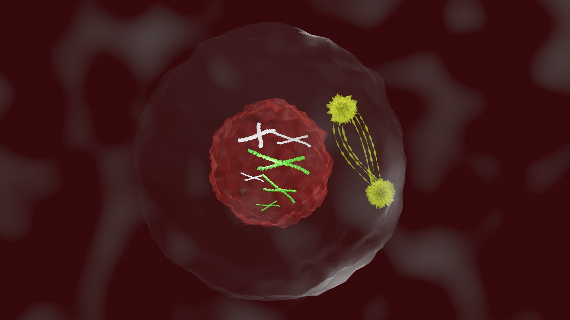Prophase cell 3D model - TurboSquid 1670784