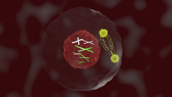 Prophase cell 3D model - TurboSquid 1670784