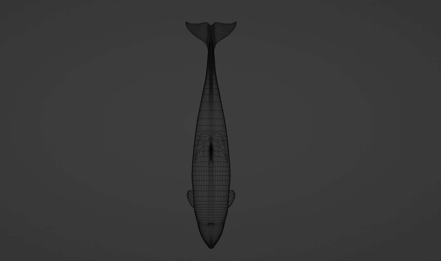 3D Stylized Female Orca - TurboSquid 2400318