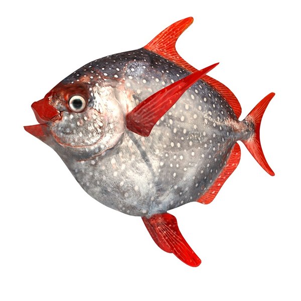 opah fish lampris 3d 3ds