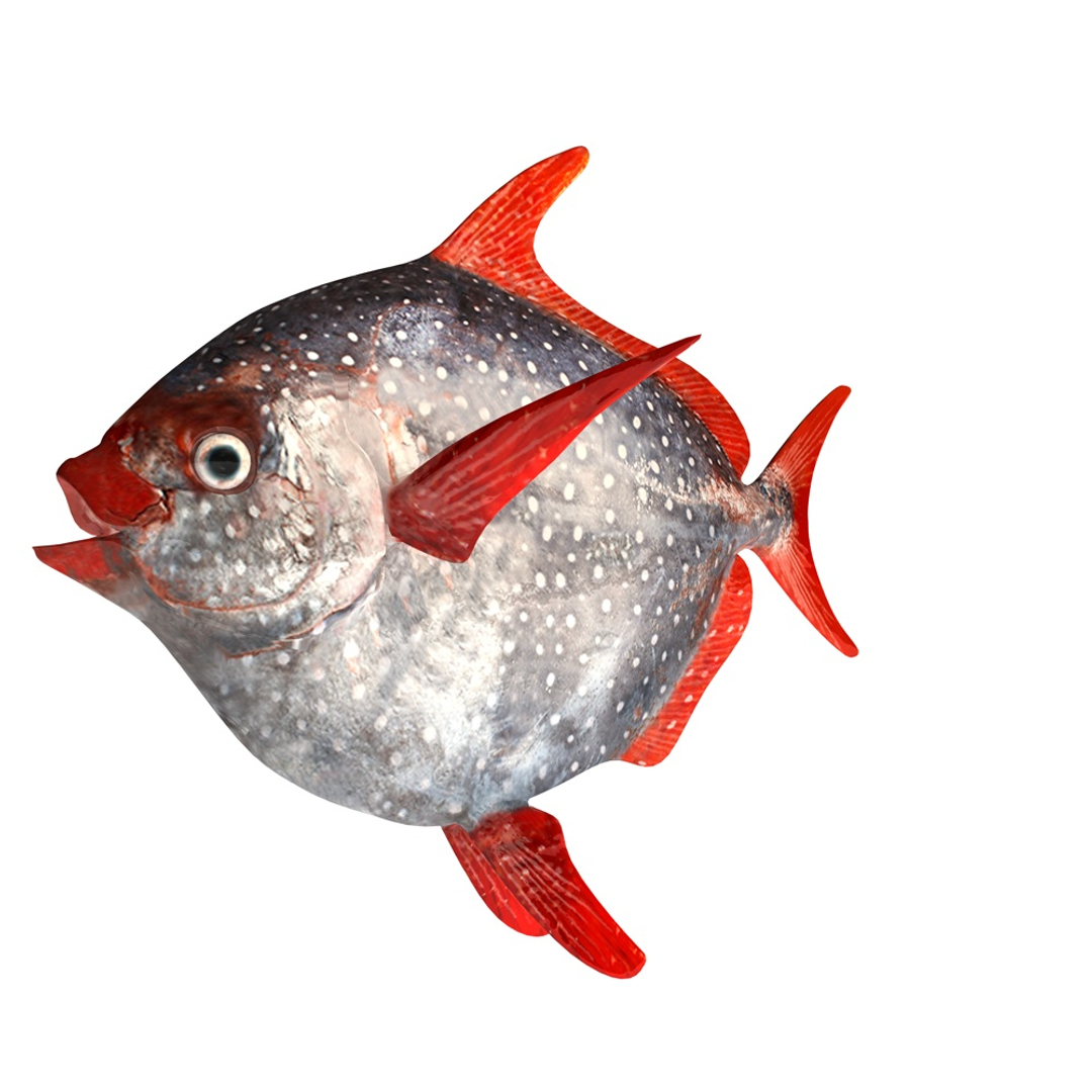 Opah Fish Lampris 3d 3ds