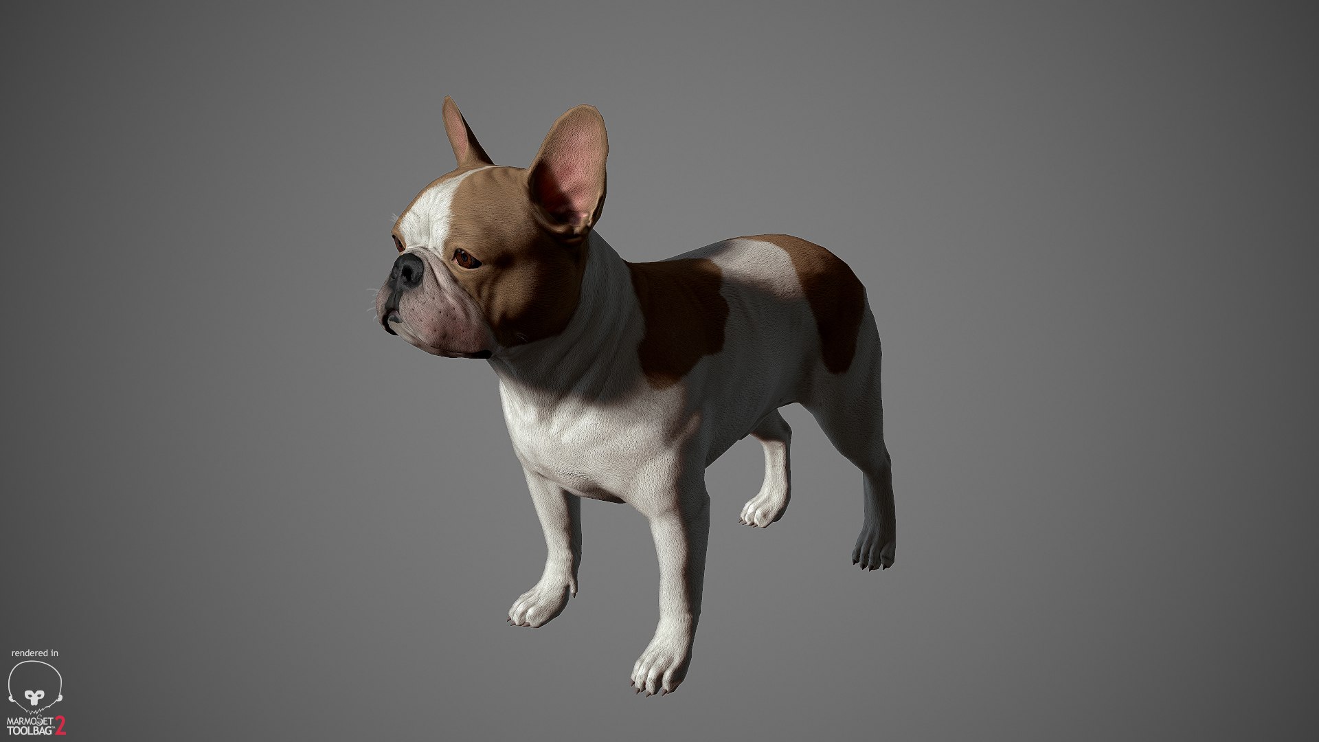 3d model realistic french bulldog real-time