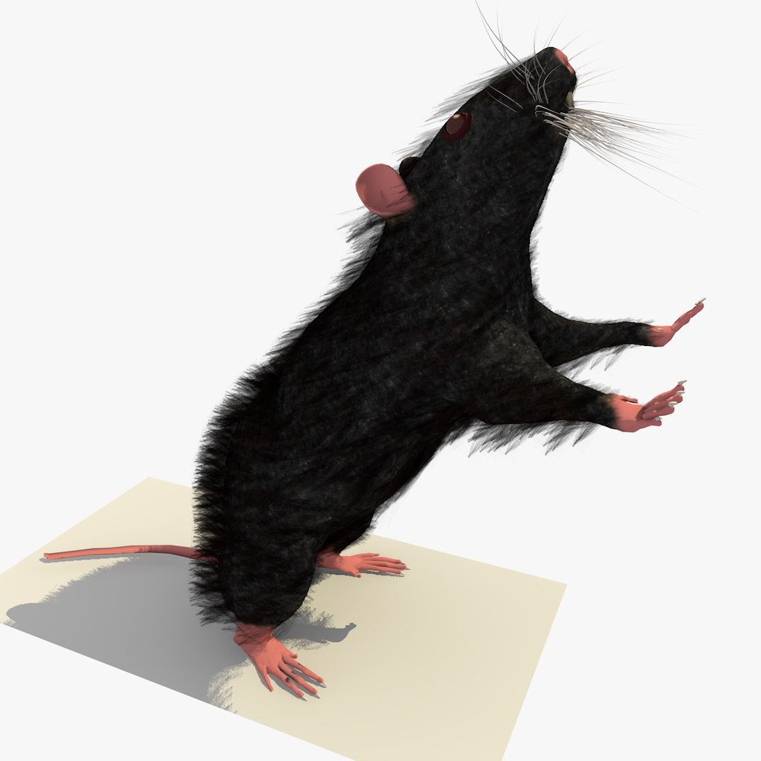 Black Mouse Rat Standing 3d Model