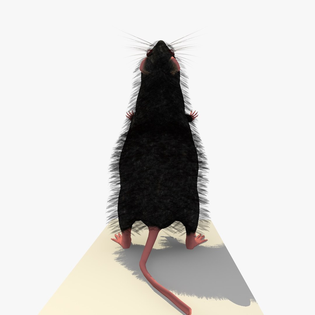 Black Mouse Rat Standing 3d Model
