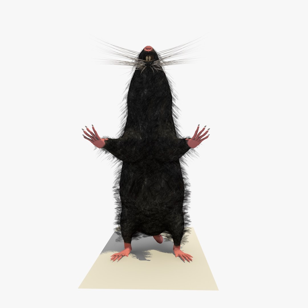 Black Mouse Rat Standing 3d Model