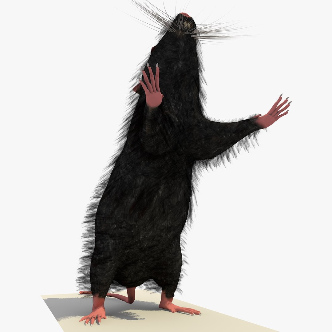 Black Mouse Rat Standing 3d Model