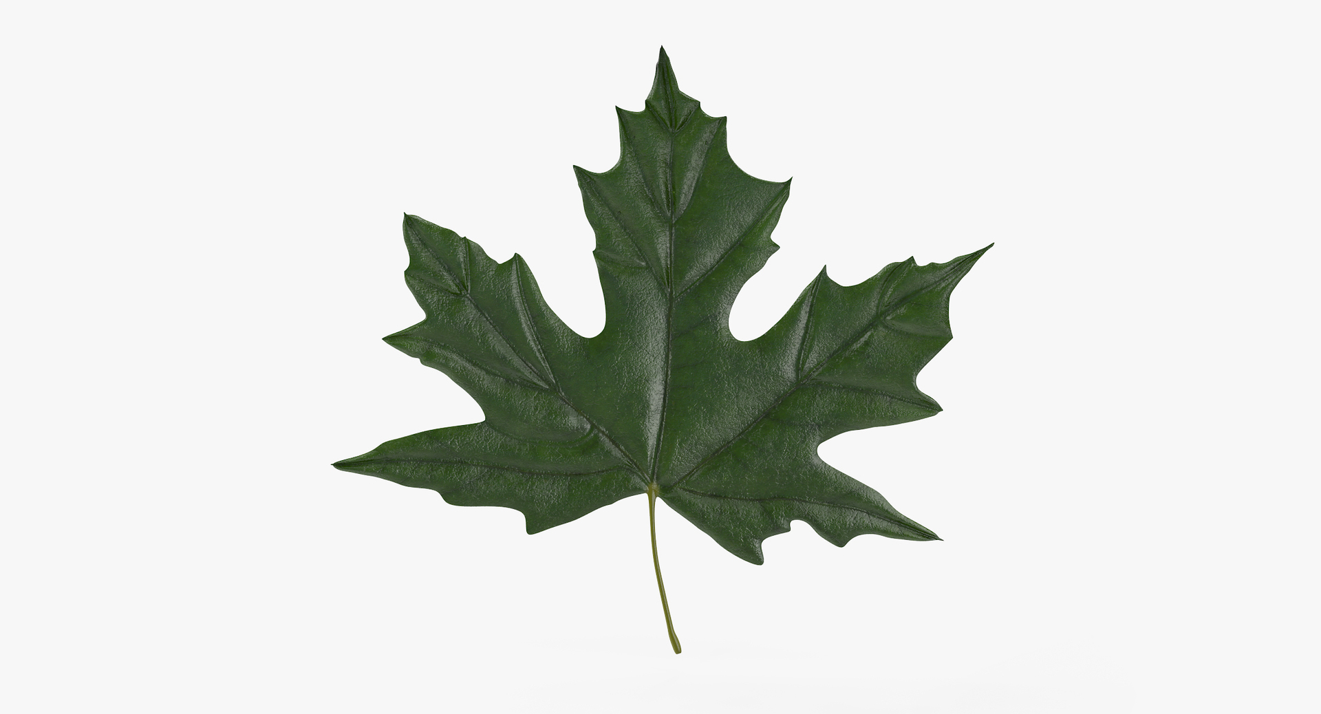 3d model maple leafs 05