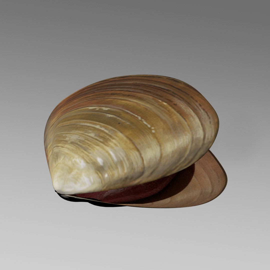 Free 3D Clam Model - TurboSquid 1473685