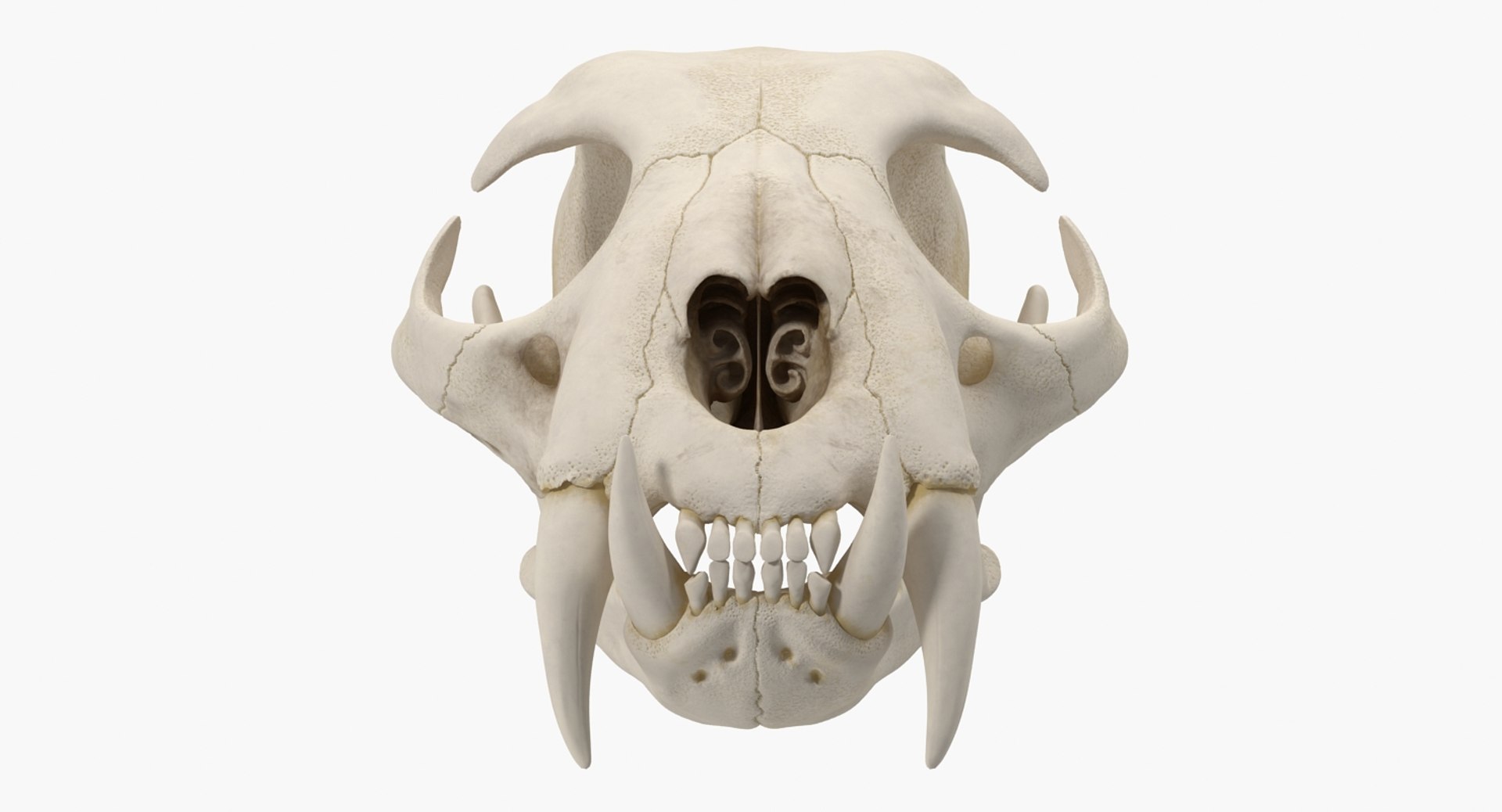 3D Model Skulls Collection 4 - TurboSquid 2211805