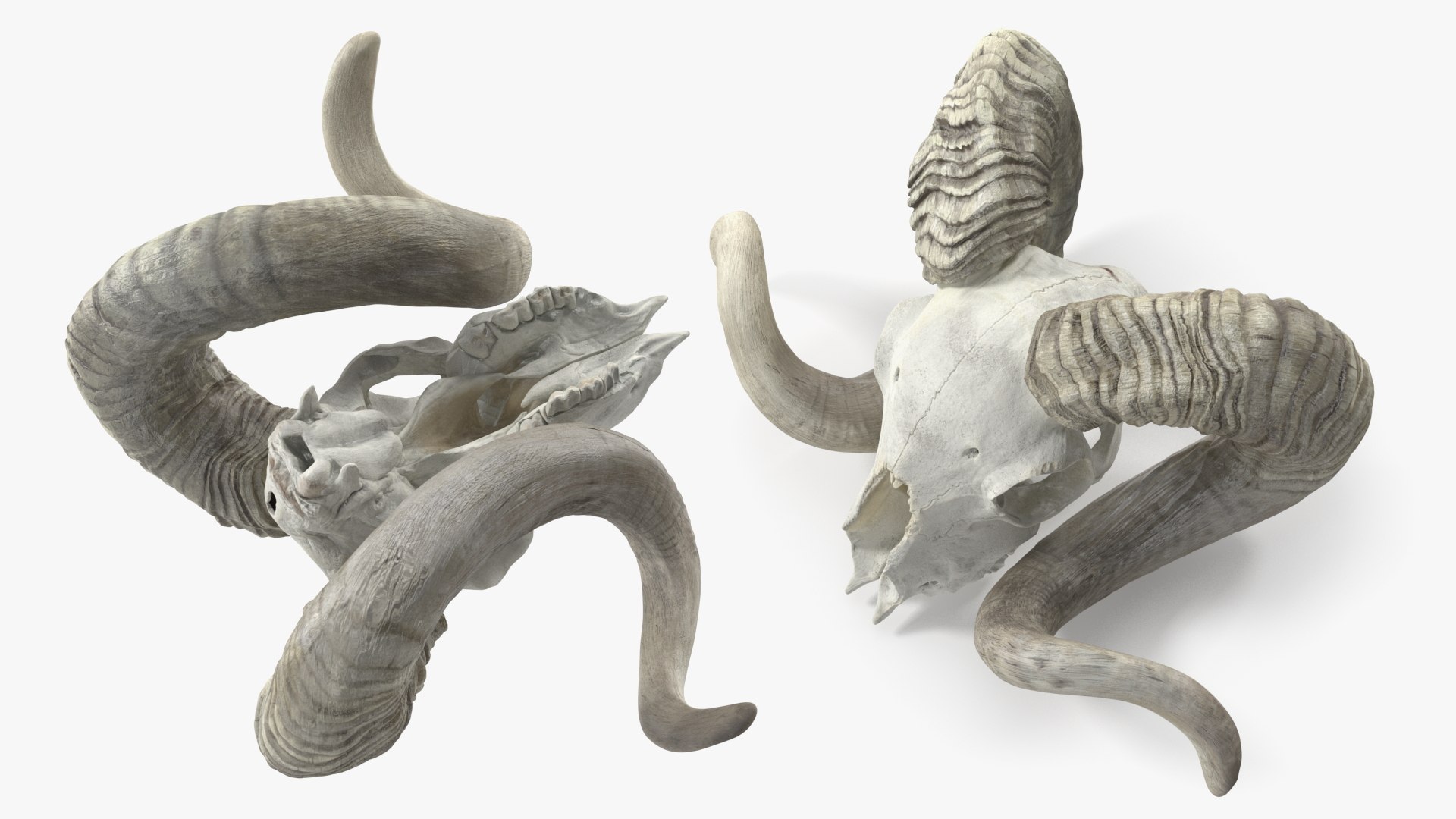 3D Model Skulls Collection 4 - TurboSquid 2211805