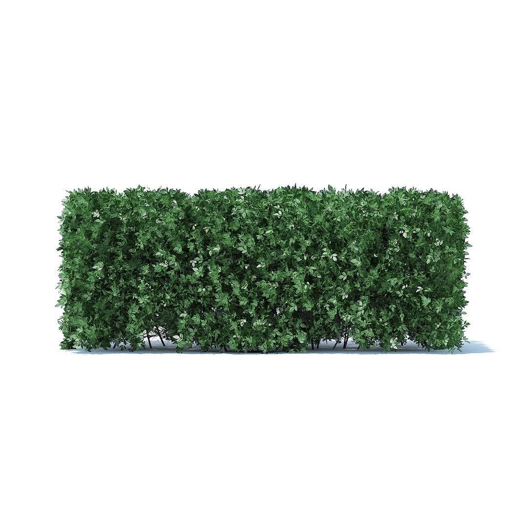 Straight Hedge 3D - TurboSquid 1218375