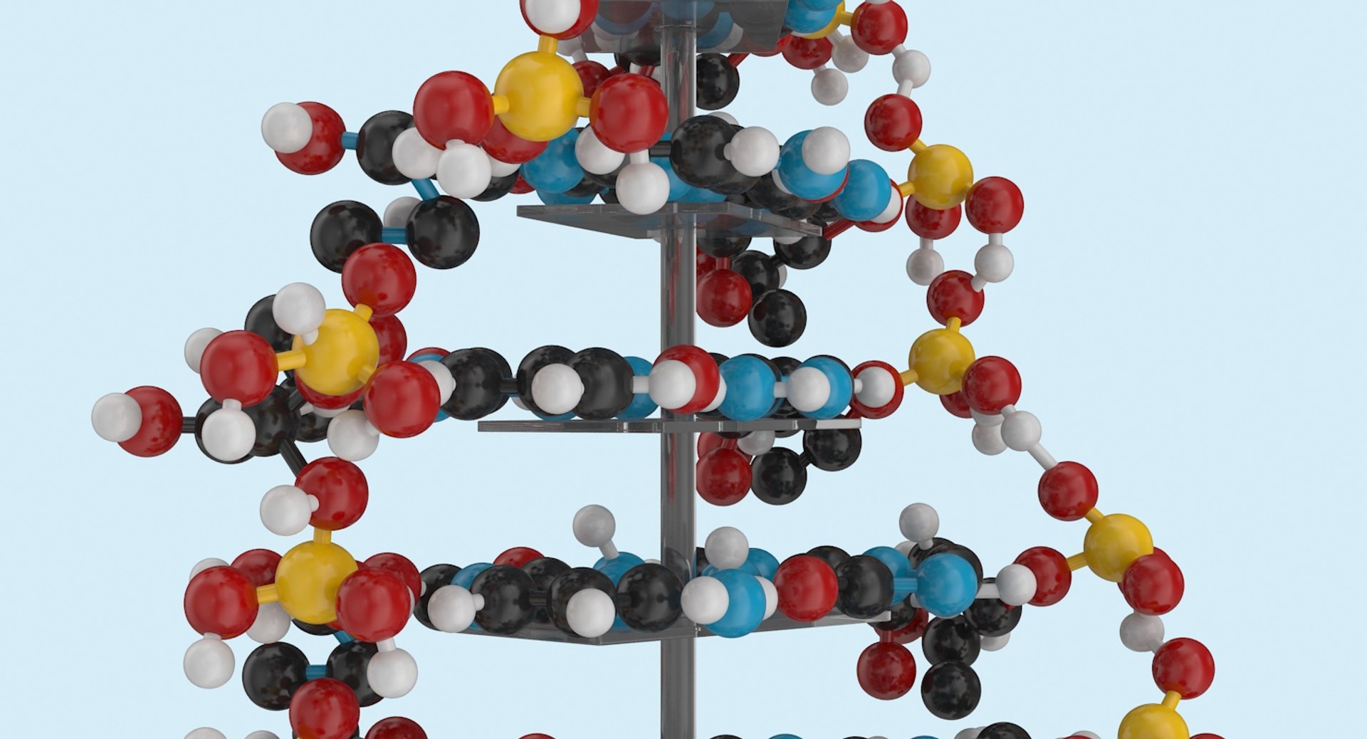 dna display 3d model