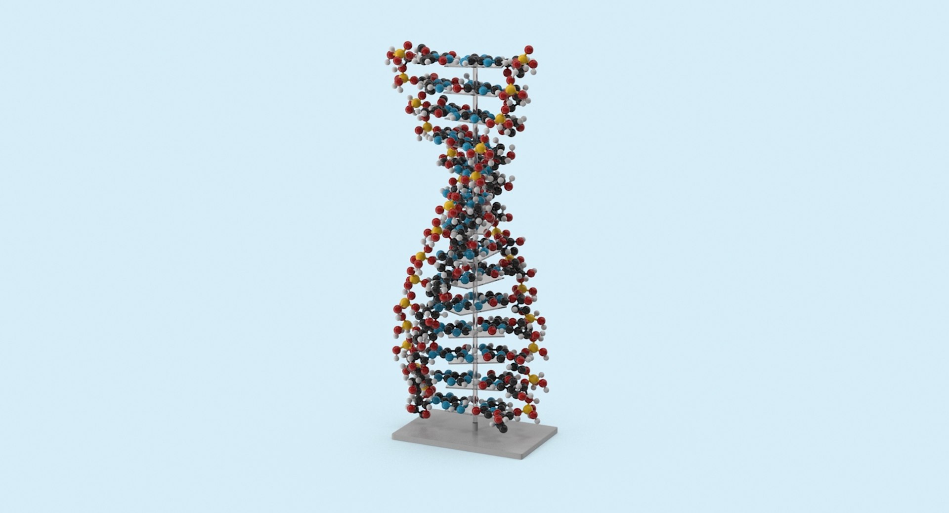 dna display 3d model