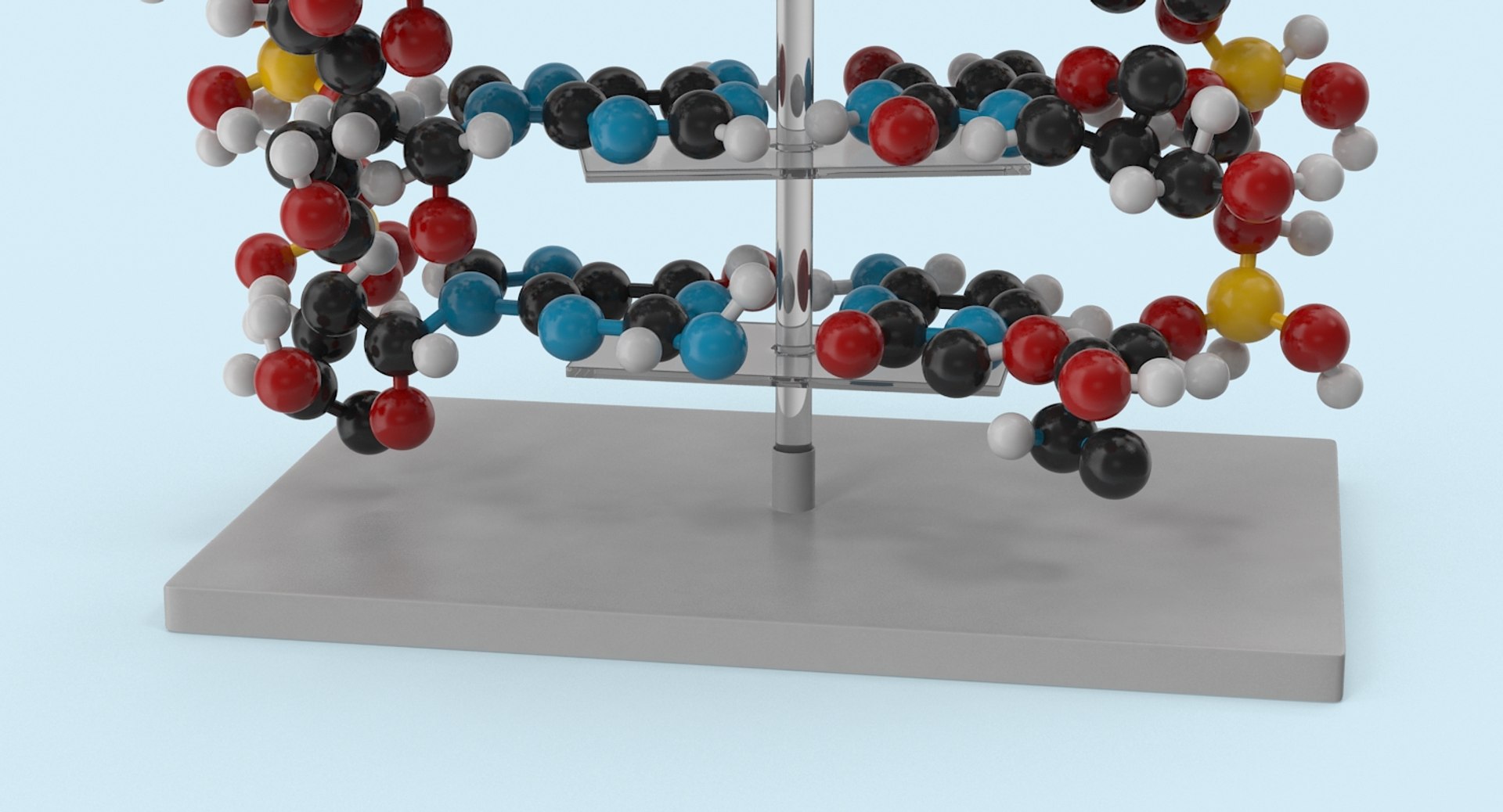 dna display 3d model